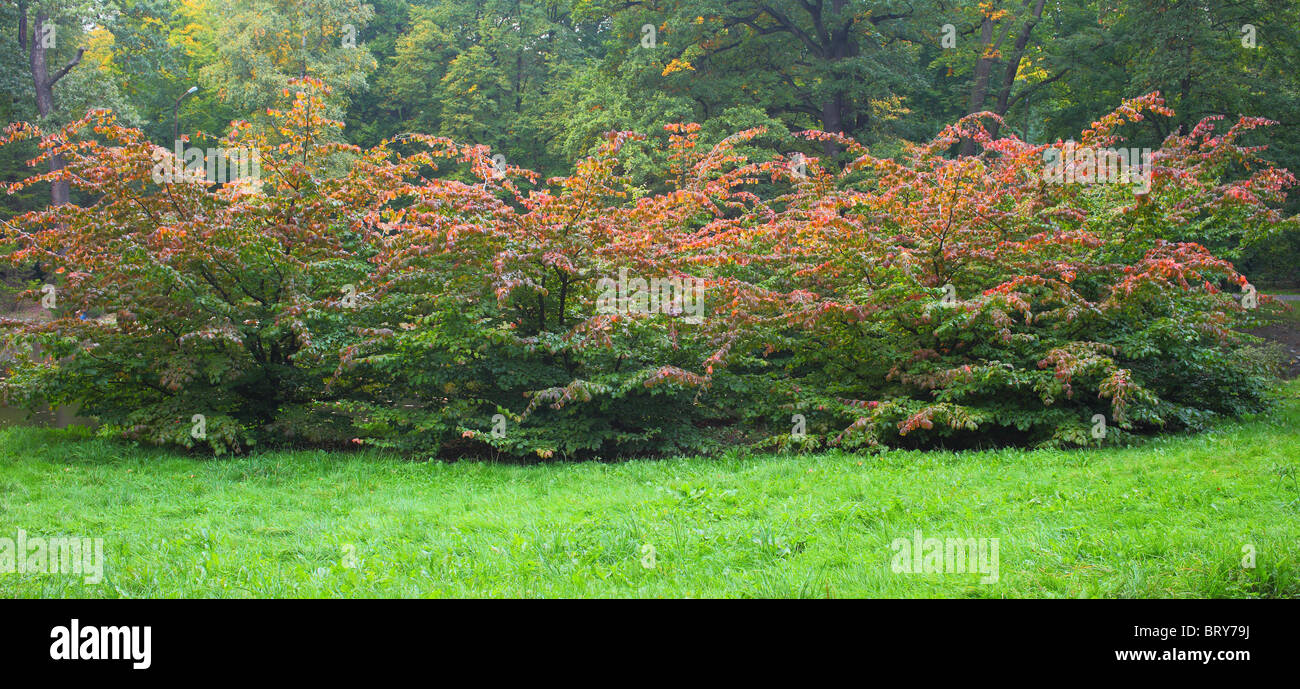 Red beech tree hi-res stock photography and images - Alamy