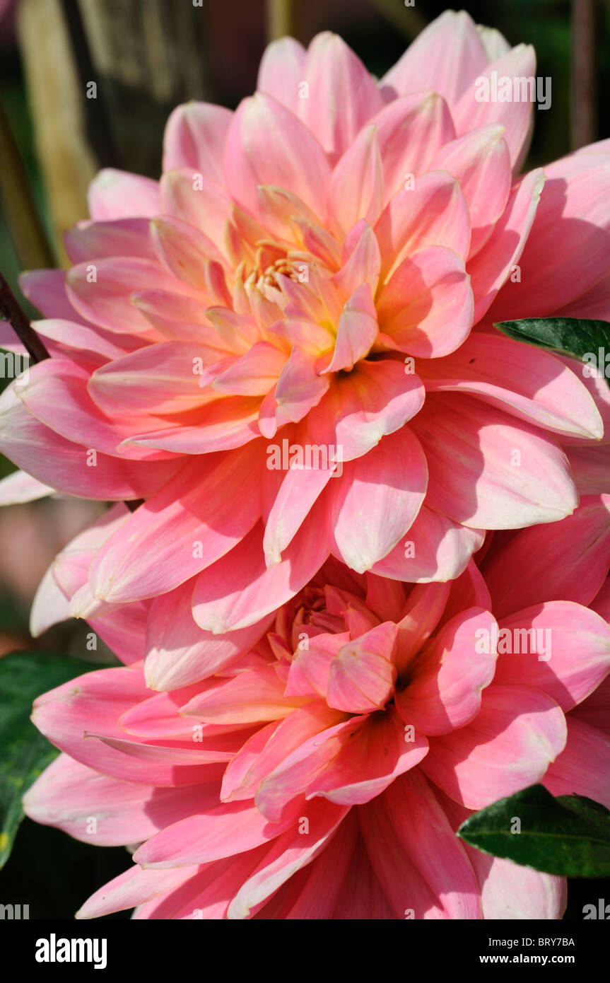 dahlia gerrie hoek Waterlily type variety hybrid Dark Pink & Light Pink ...