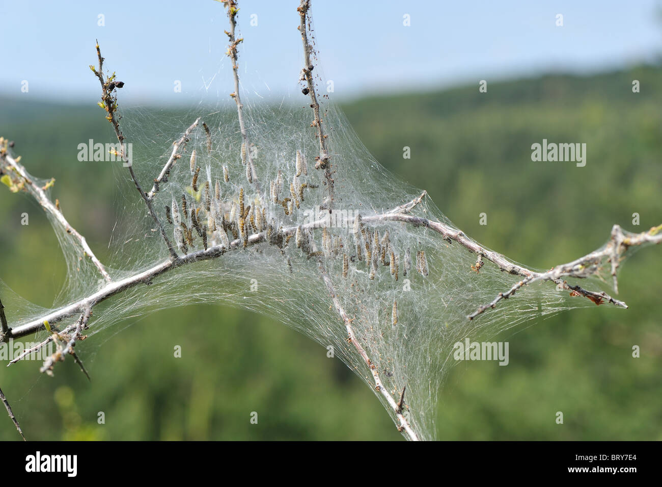 Orchad ermine moth - Cherry ermine moth - Small ermine moth (Yponomeuta ...