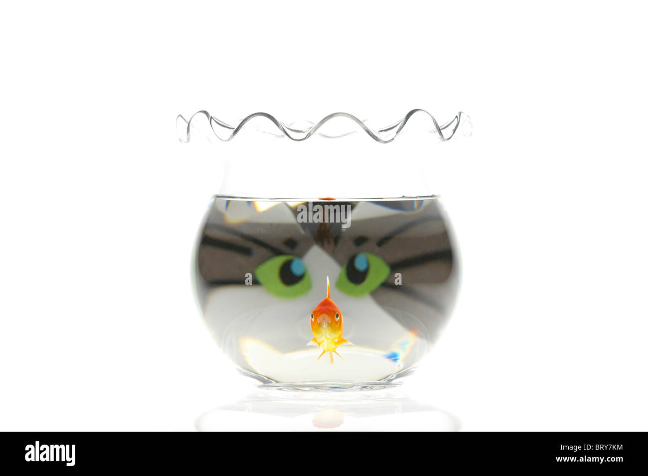 Goldfish and cat's face in fishbowl, white background Stock Photo - Alamy