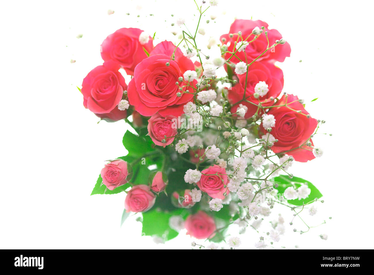 Red roses and Gypsophila Stock Photo - Alamy