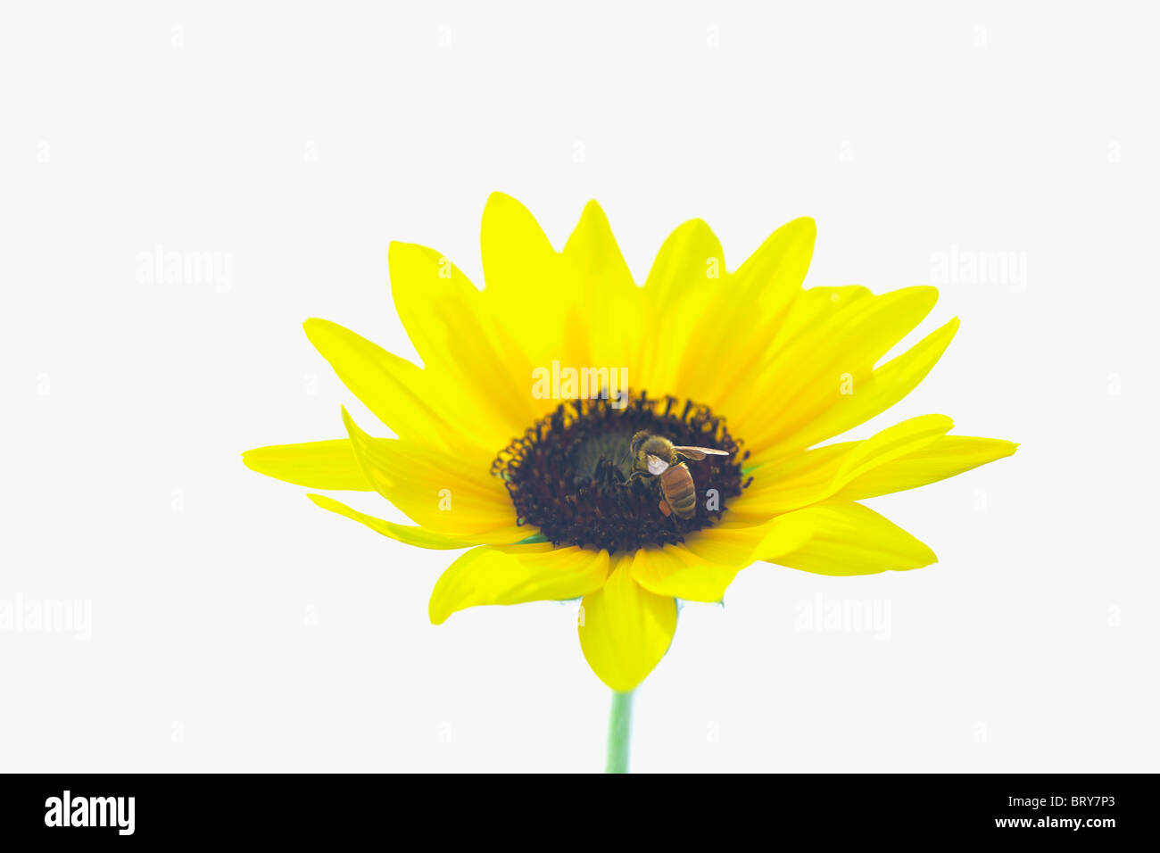 Bee on sunflower Stock Photo - Alamy