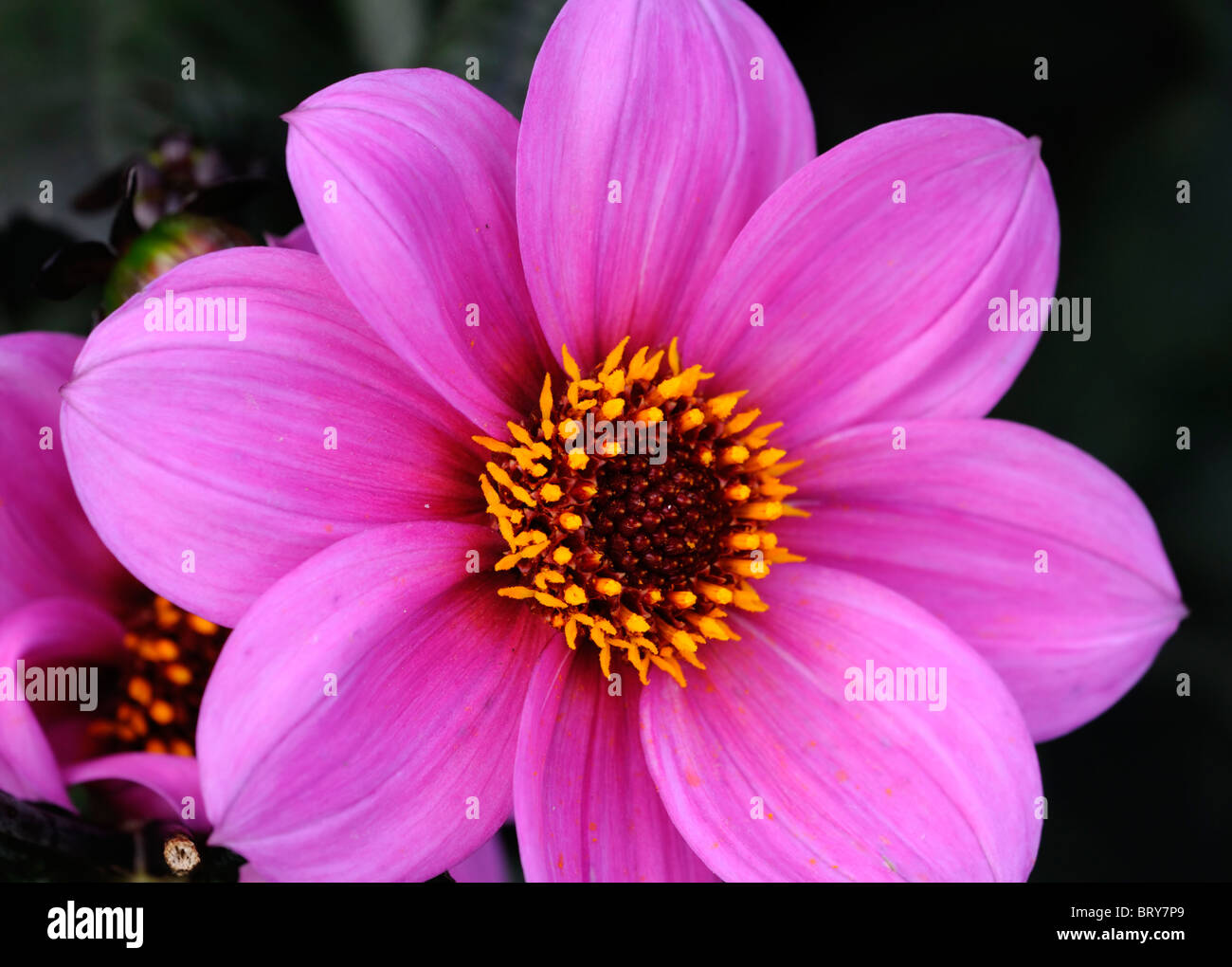 dahlia Happy Single Juliet dwarf single Red and Pink Blend flower bloom ...