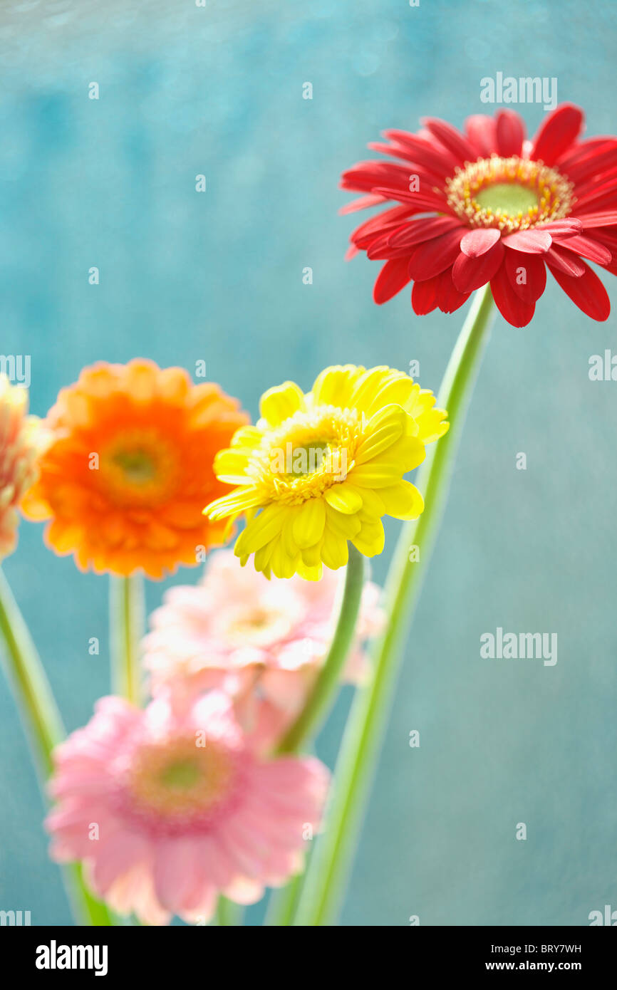 Gerbera flower stem hi-res stock photography and images - Alamy