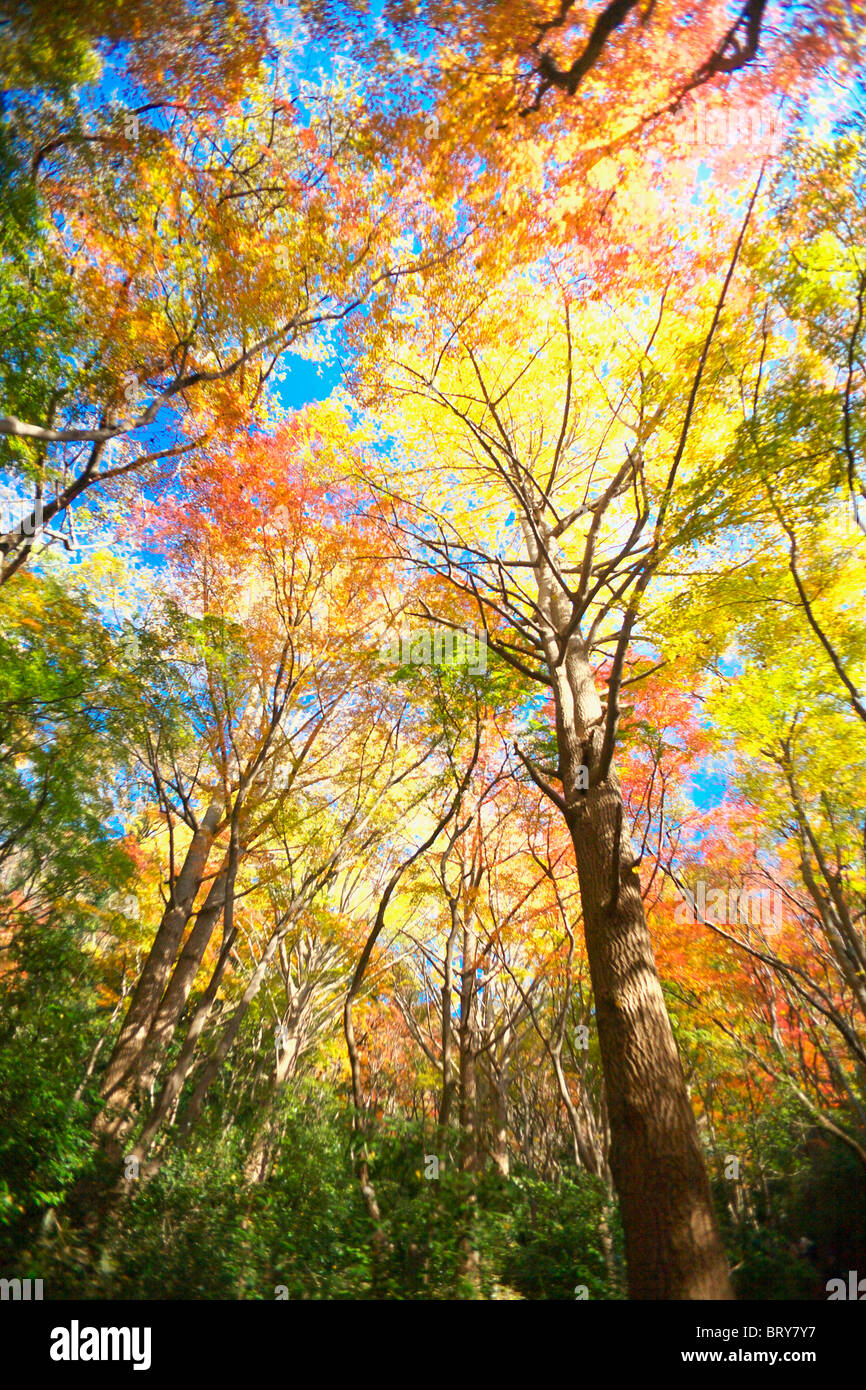 Gingko trees and Japanese maple trees Low angle view Stock Photo - Alamy