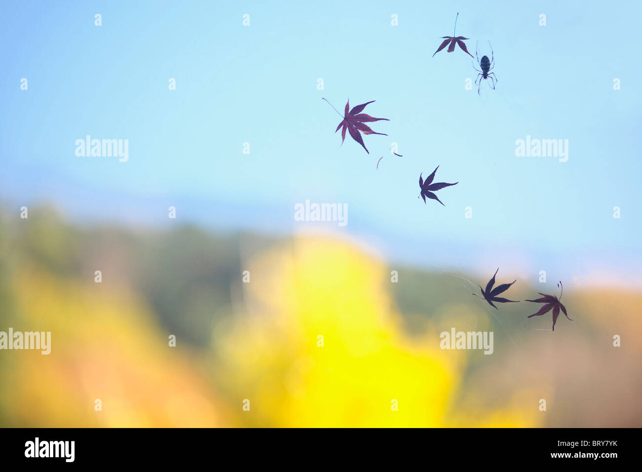 Japanese maple leaves on spider web Stock Photo - Alamy