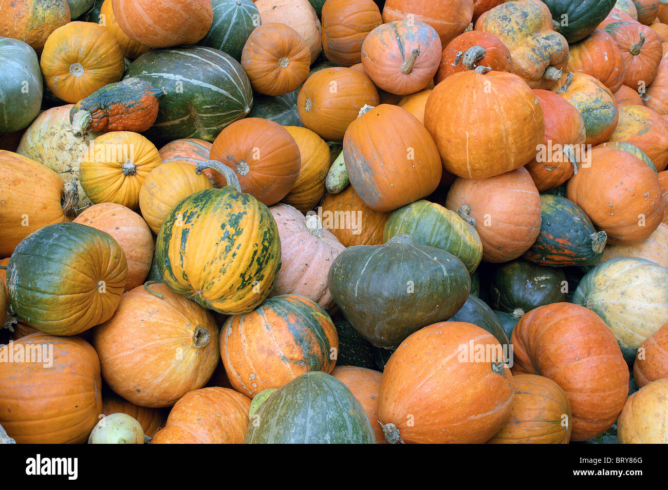 Multicolor pumpkins harvest crops abundance Stock Photo - Alamy