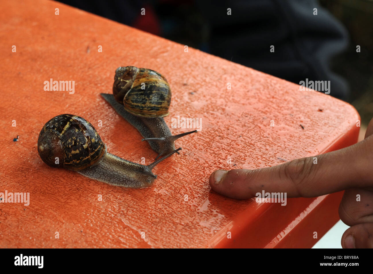 Snail race at a School Allotments Project Stock Photo - Alamy