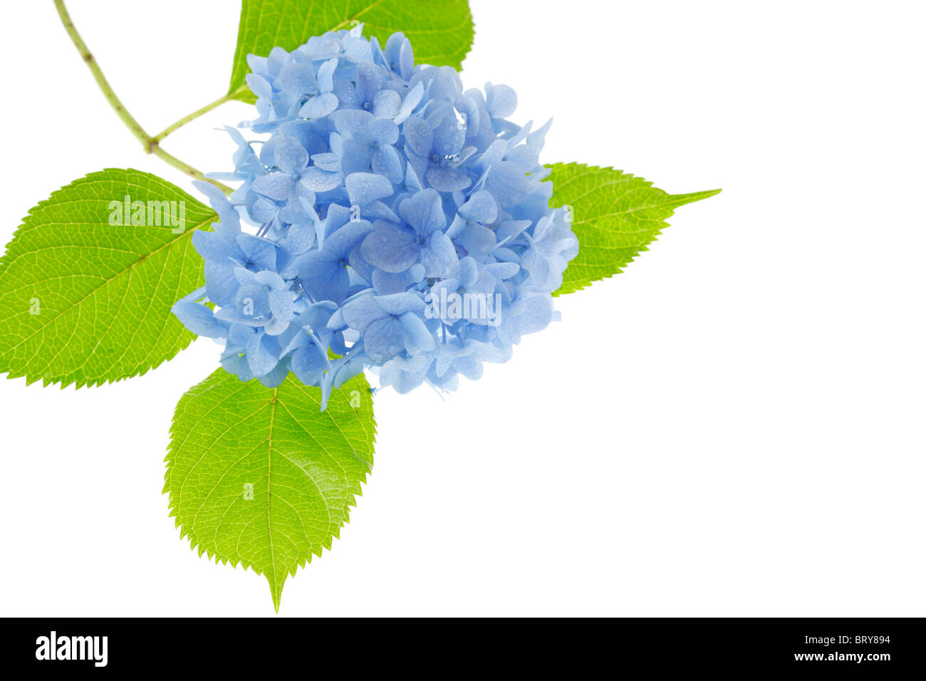 Hydrangea stem hi-res stock photography and images - Alamy