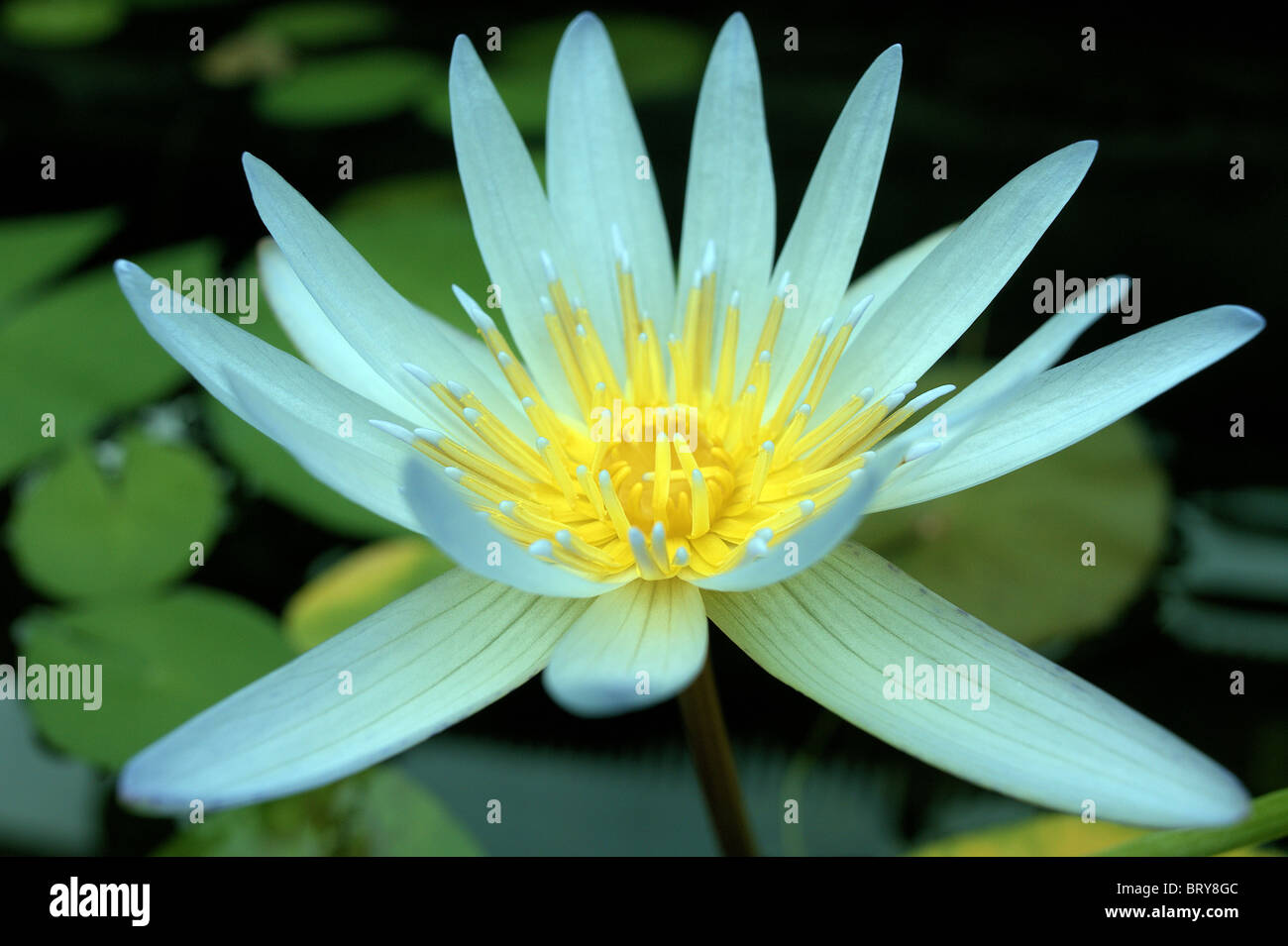 Bluish watrer lily flower close up Stock Photo - Alamy