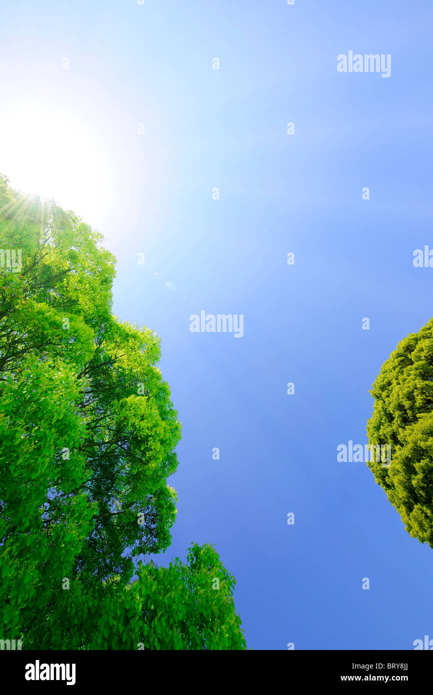 Sunshine and blue sky with tree hi-res stock photography and images - Alamy
