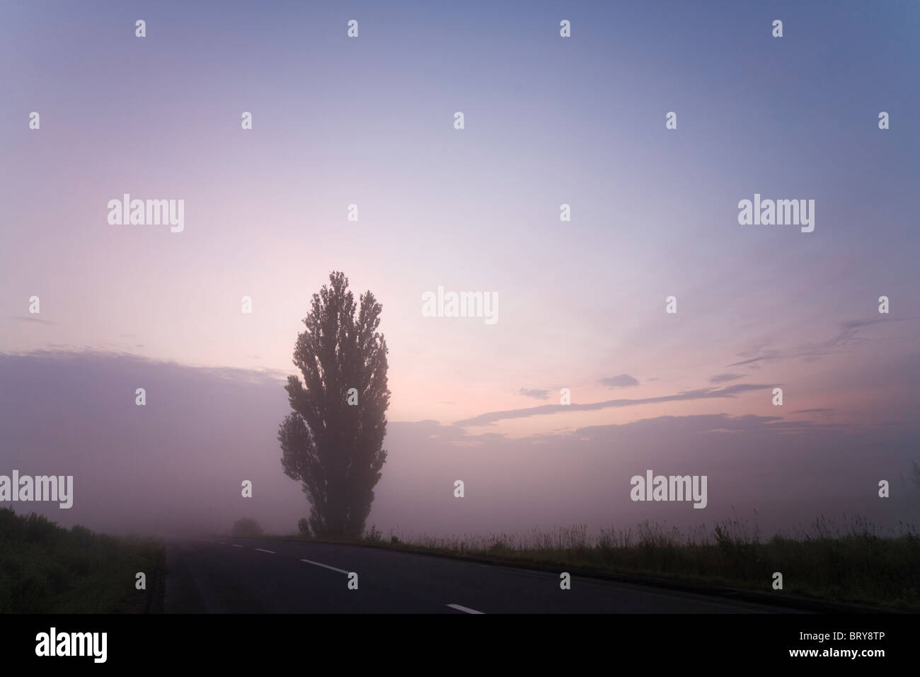 Poplar Tree High Resolution Stock Photography and Images - Alamy