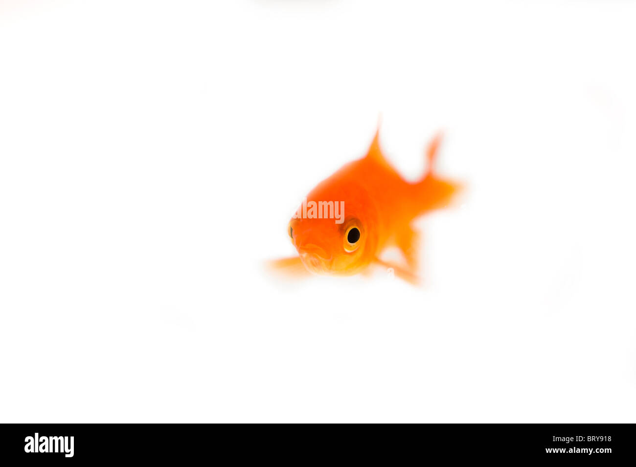 One goldfish hi-res stock photography and images - Alamy