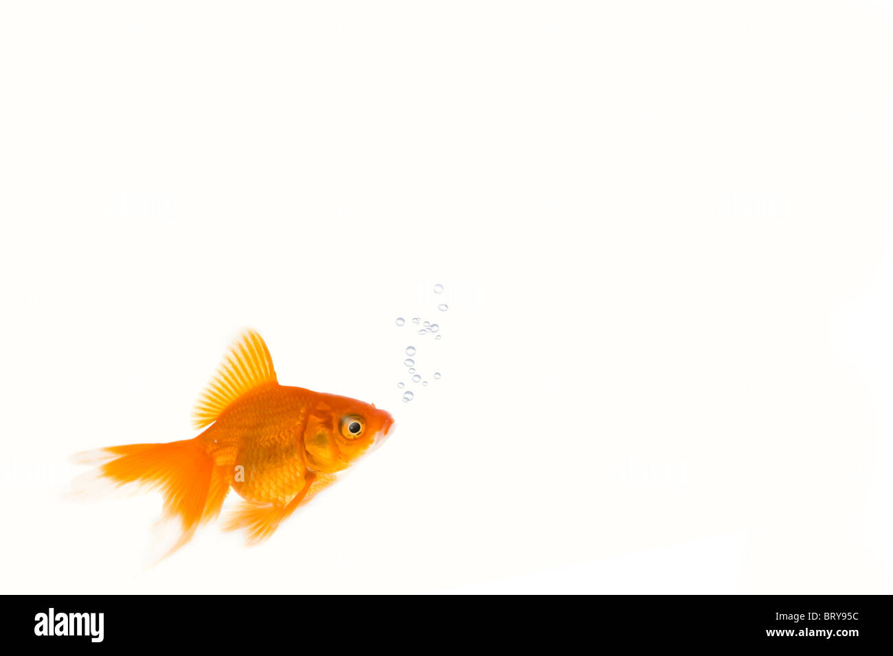 One goldfish hi-res stock photography and images - Alamy