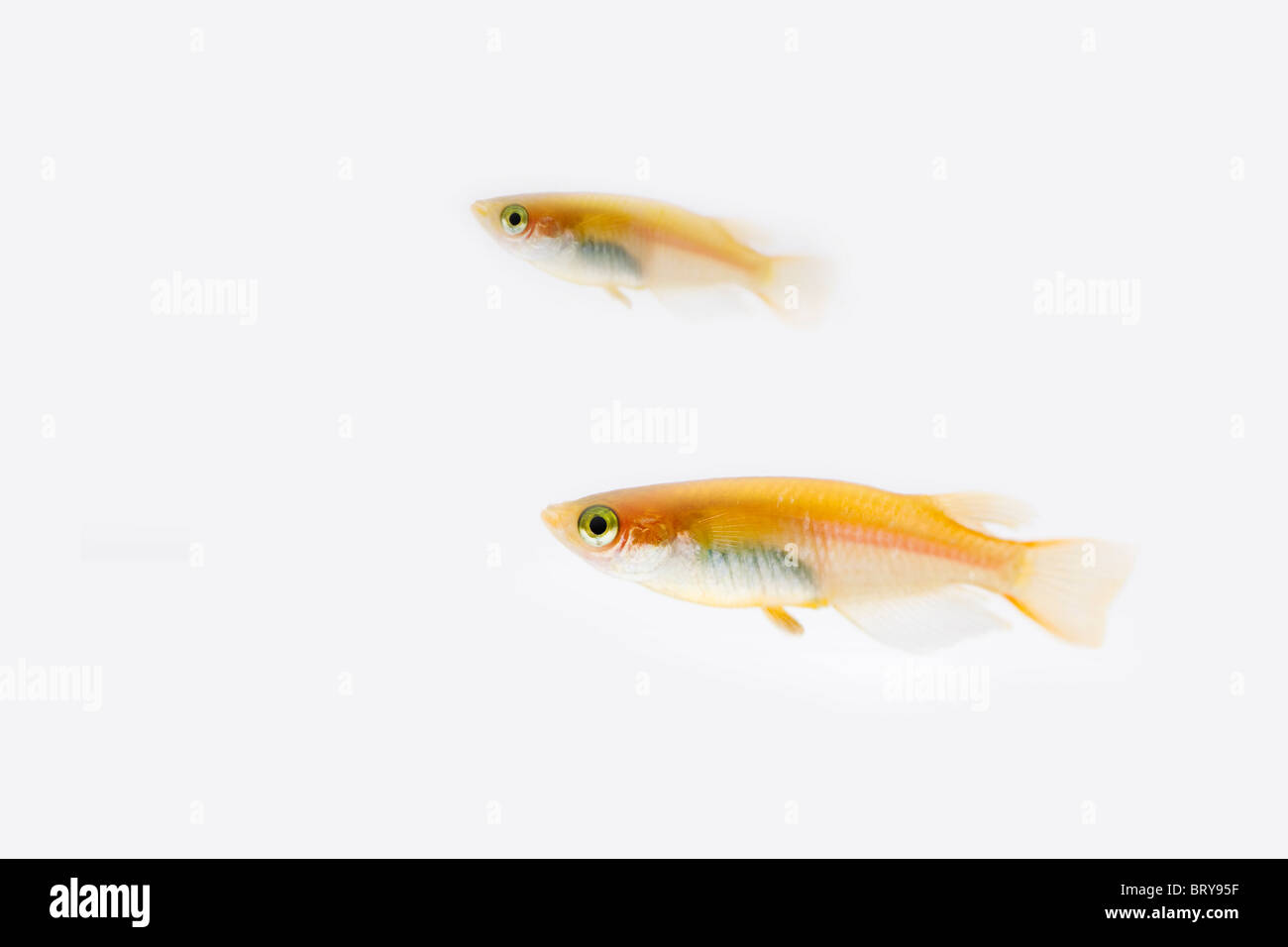 Oryzias latipes hi-res stock photography and images - Alamy