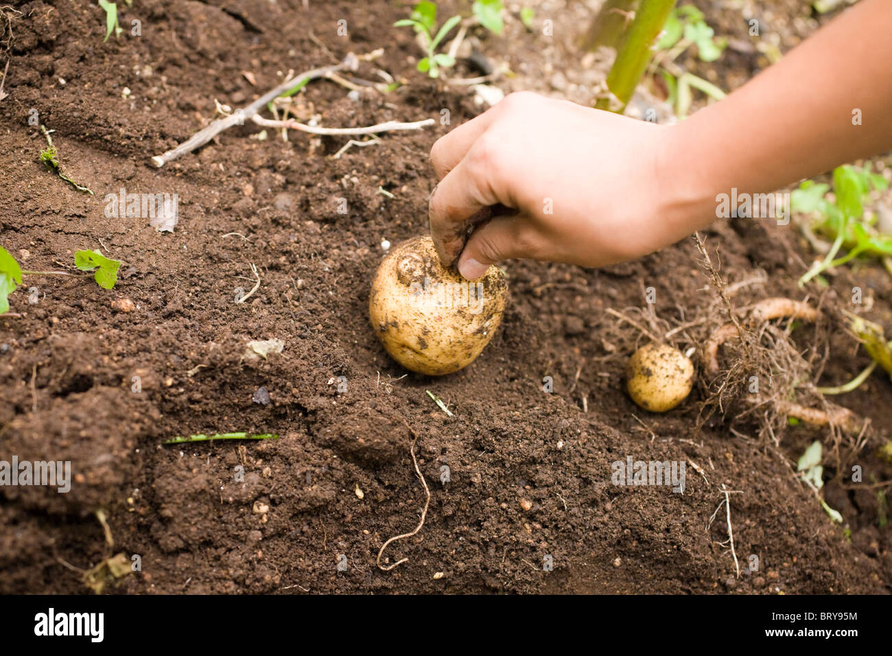 Boy harvesting potato Kanagawa Prefecture Honshu Japan Stock Photo - Alamy