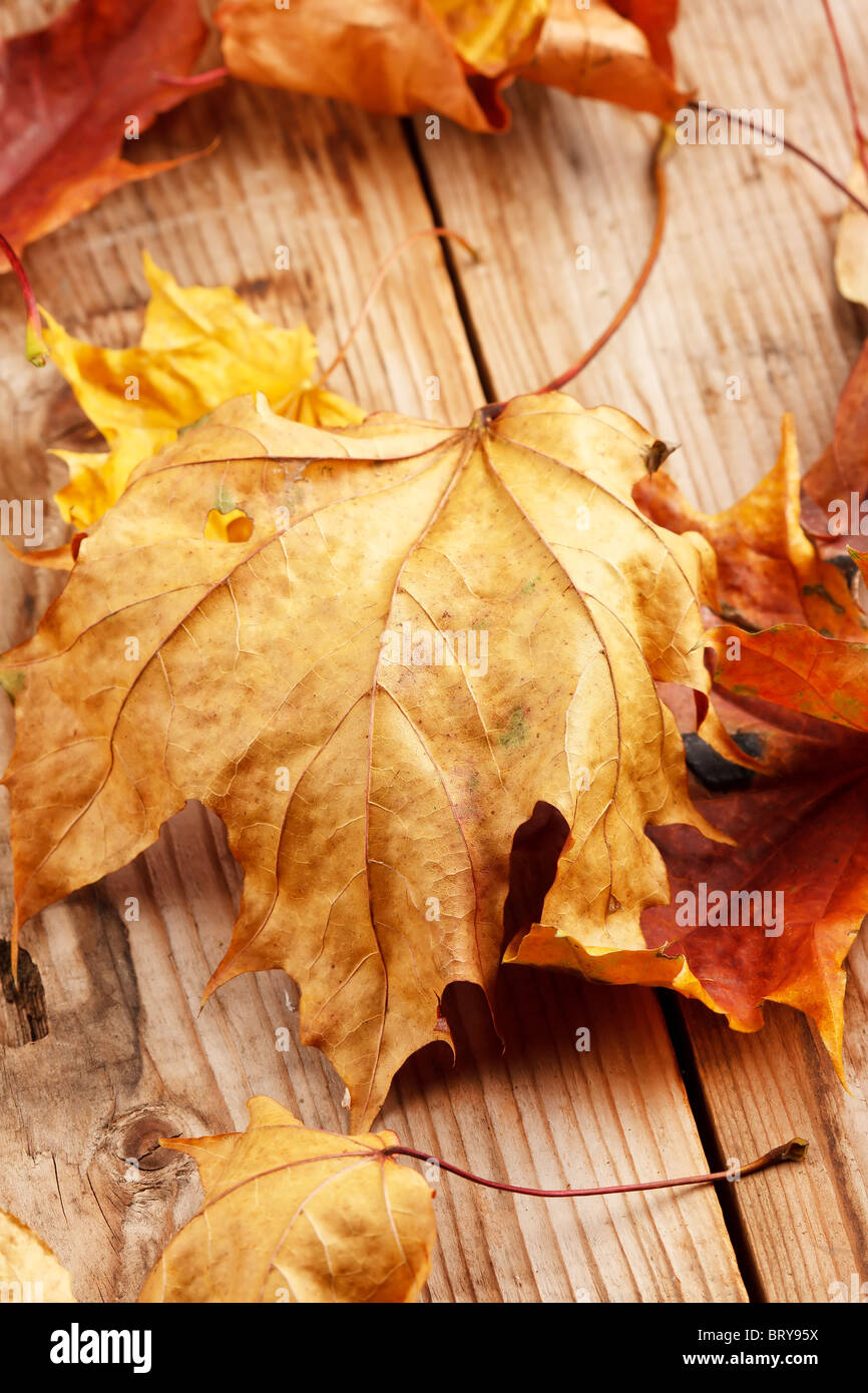 Autumn colour gradient leaves hi-res stock photography and images - Alamy