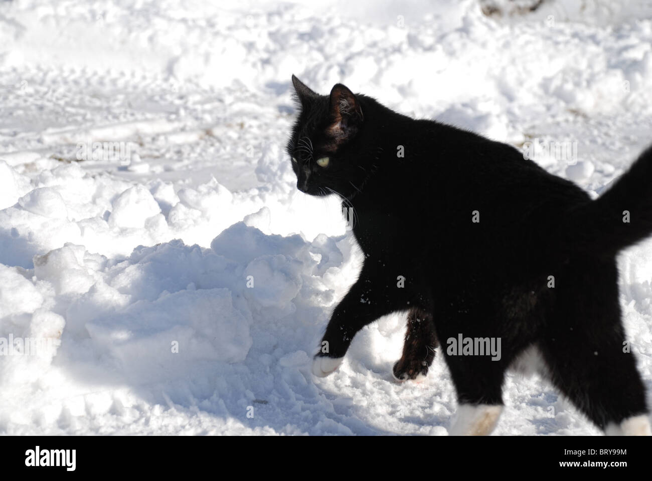 Black cat in the snow Stock Photo - Alamy