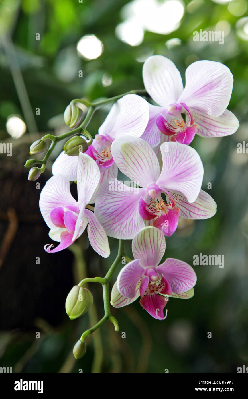 FLOWERING ORCHARD IN THE TROPICAL GREENHOUSE, ROYAL BOTANICAL GARDENS ...