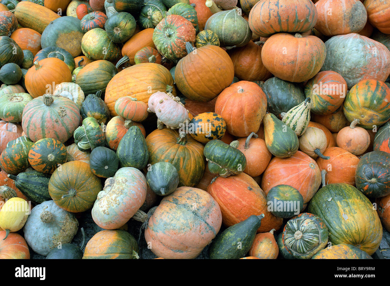 Multicolor pumpkins harvest crops abundance Stock Photo - Alamy