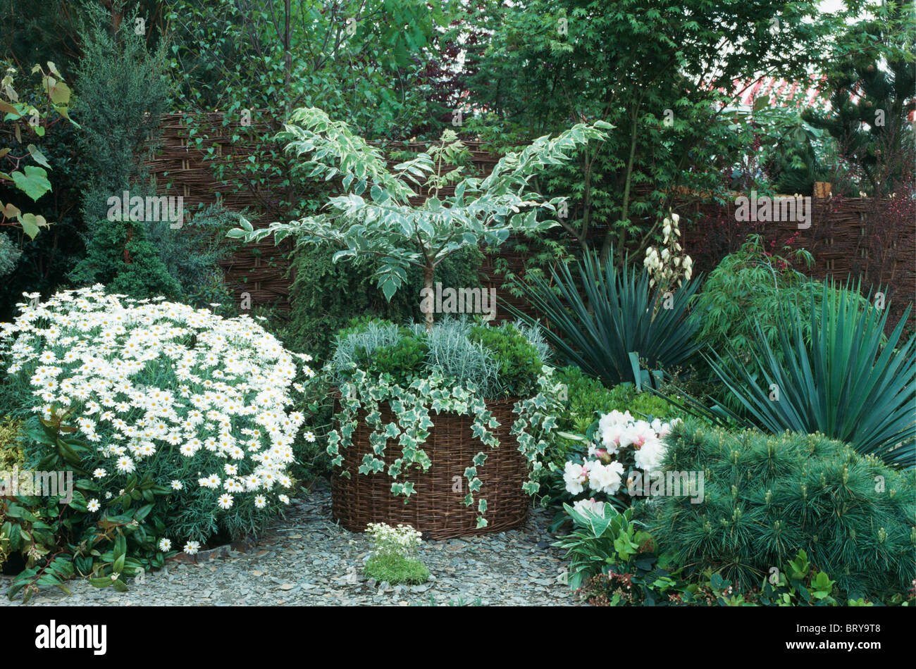 Small Trees In Pots High Resolution Stock Photography and Images - Alamy