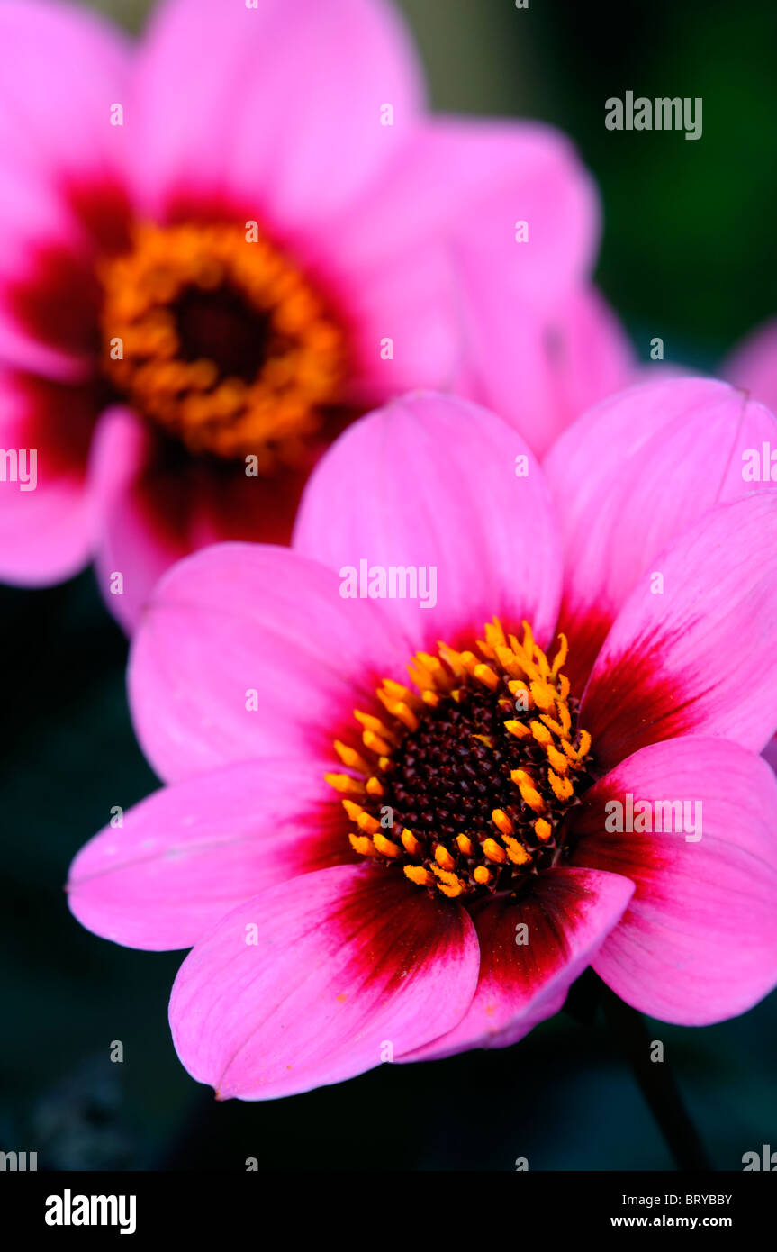 Dahlia wink hi-res stock photography and images - Alamy