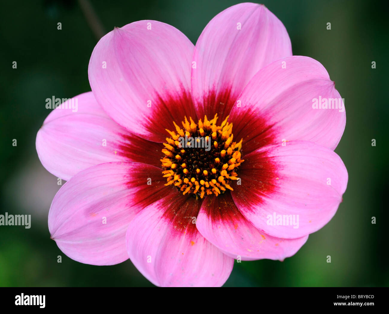 Dahlia Happy Single Wink Single fuchsia-coloured flower with yellow ...