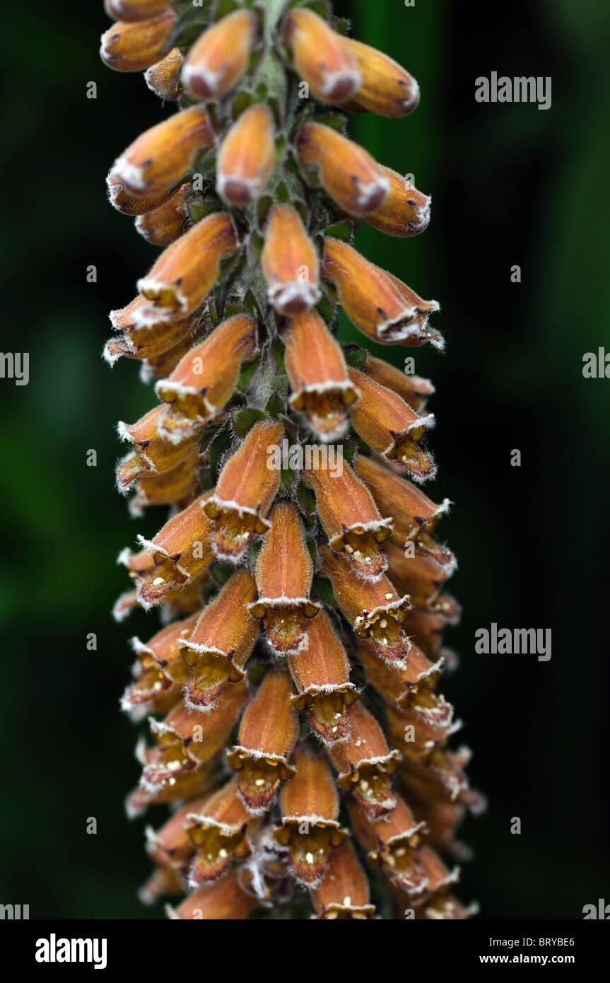 foxglove Digitalis parviflora flower bloom blossom closeup close up ...