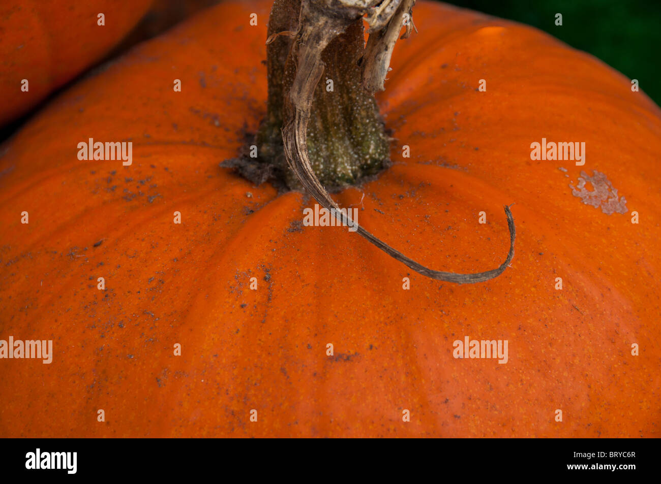 A simple pumpkin photograph Stock Photo - Alamy