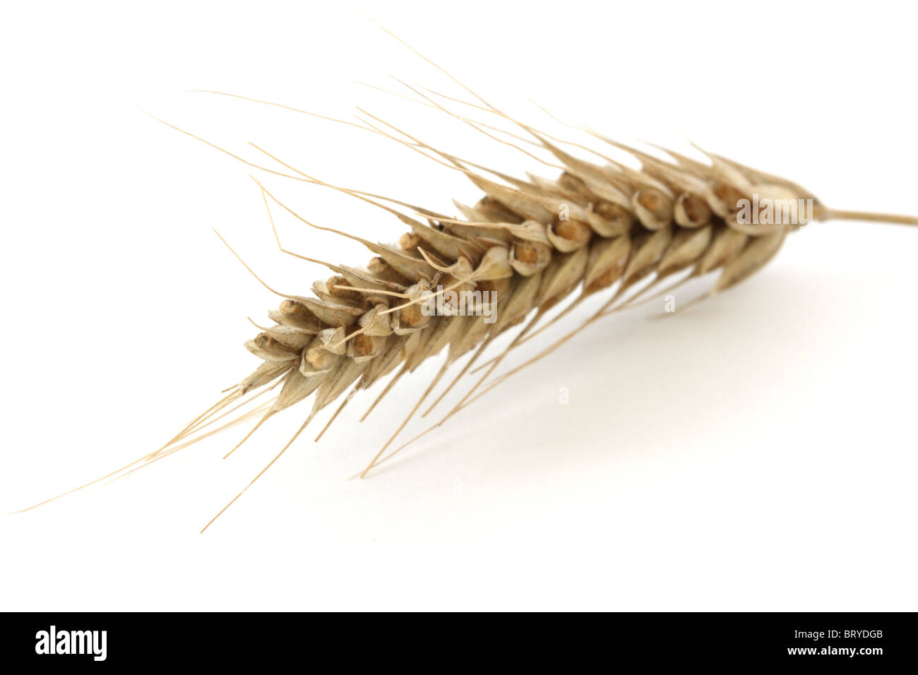 Single wheat - corn spike close up over white background Stock Photo ...