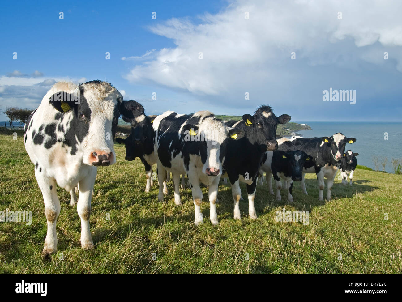 Her cattle and her fields hi-res stock photography and images - Alamy