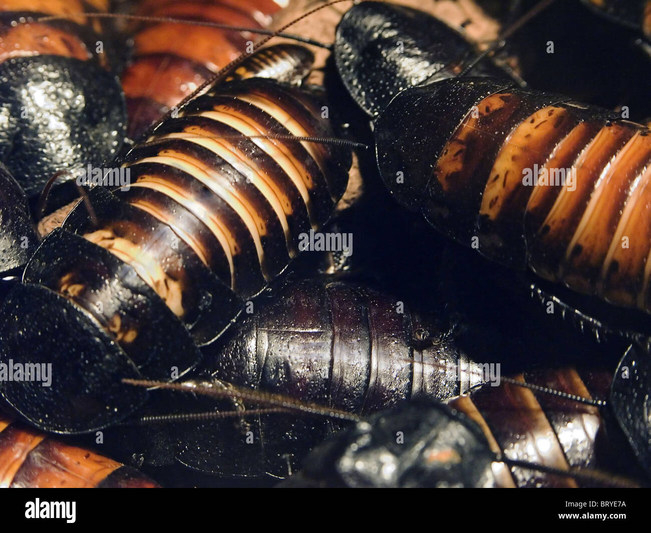 Striped cockroach hi-res stock photography and images - Alamy