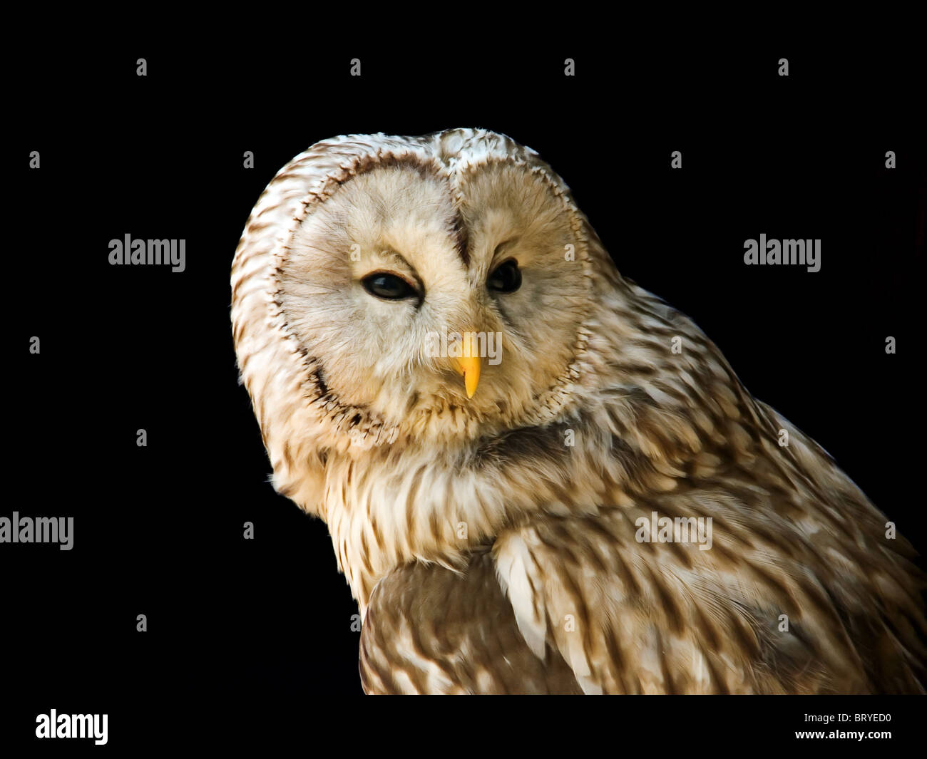 bird of prey - Strix uralensis Stock Photo - Alamy