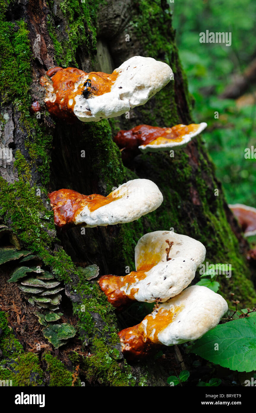 Carpophilus sp driedfruit beetle on bracket or shelf fungus worldwide ...