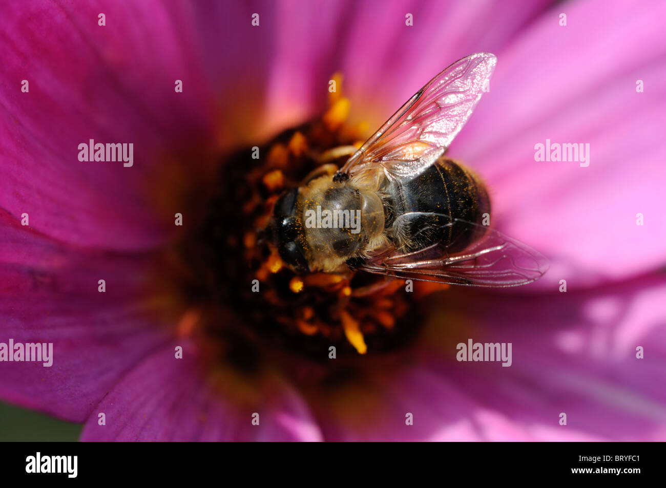 honey bee feeding feed drink drinking nectar pollen pollinating ...