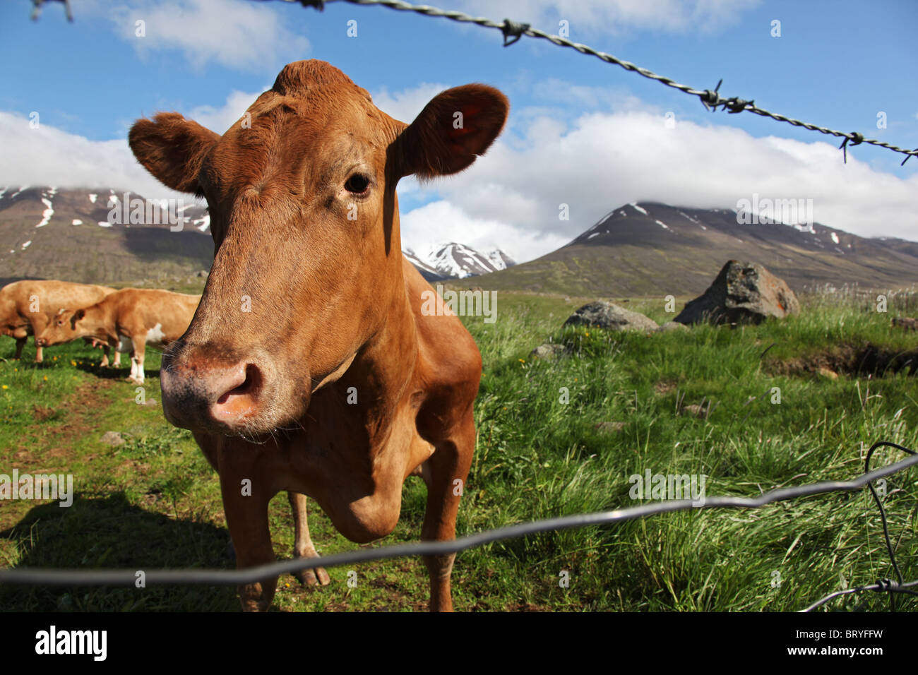 ICELANDIC COWS IN THE AREA AROUND AKUREYRI, NORTHERN ICELAND, EUROPE ...