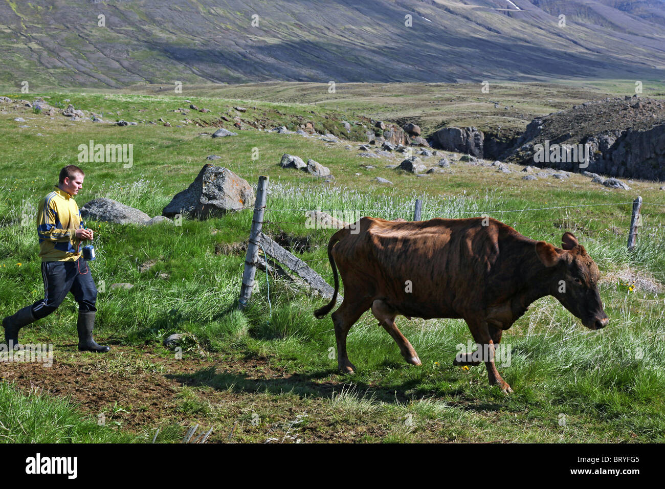 Icelandic cattle farmers cows hi-res stock photography and images - Alamy