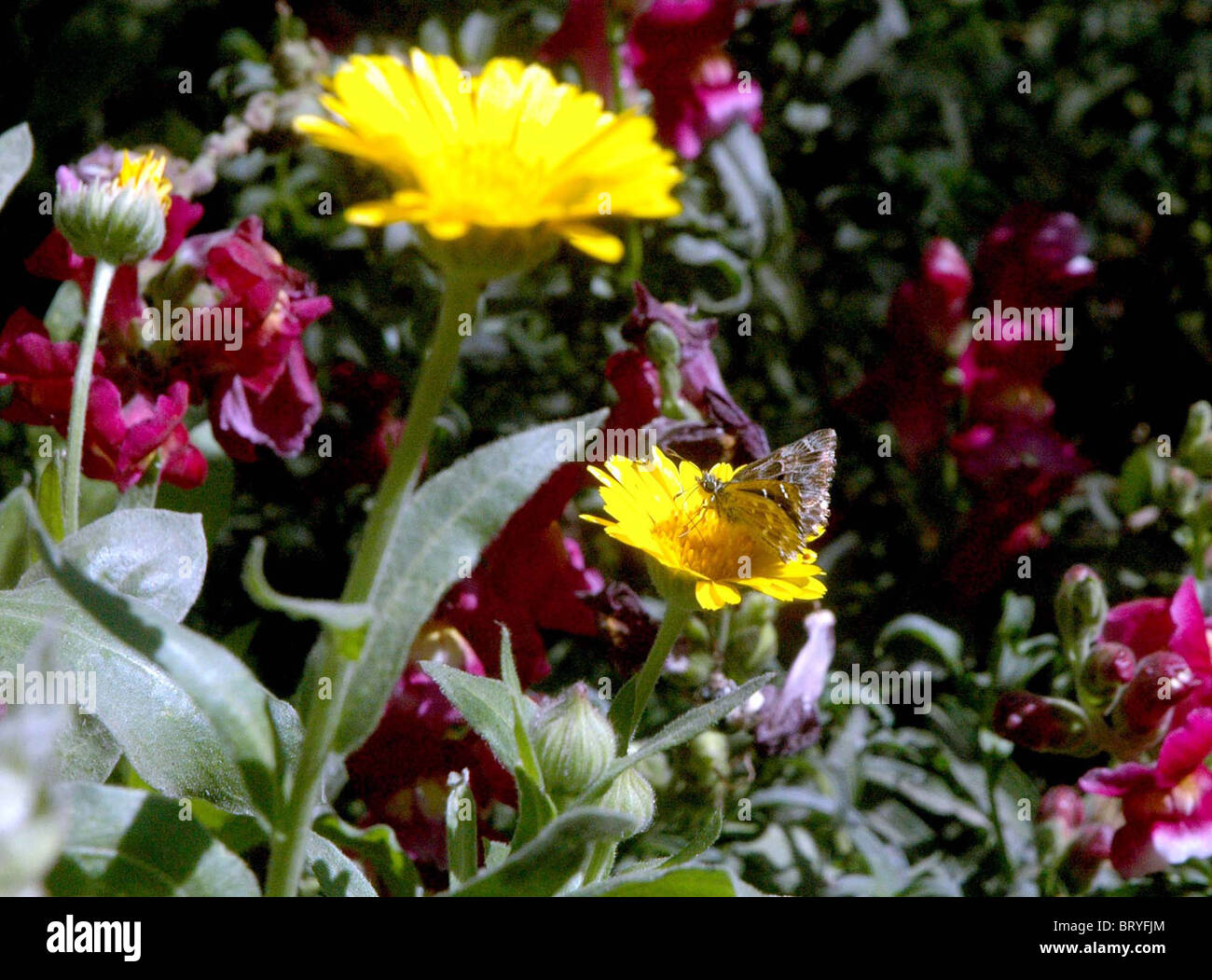 Garden quetta hi-res stock photography and images - Alamy