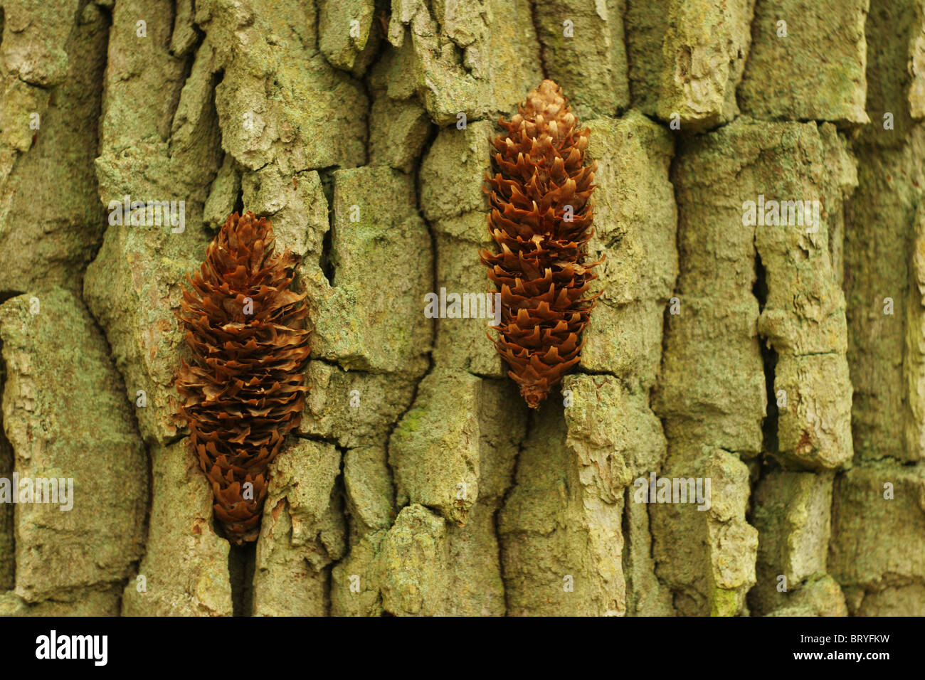 Oak cones hi-res stock photography and images - Alamy