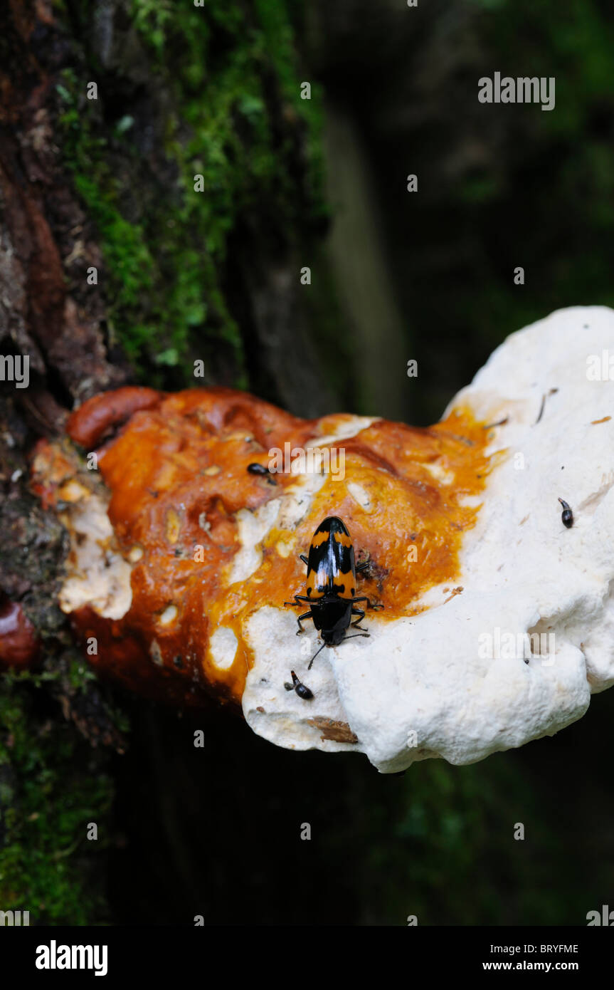 Carpophilus sp driedfruit beetle on bracket or shelf fungus worldwide ...