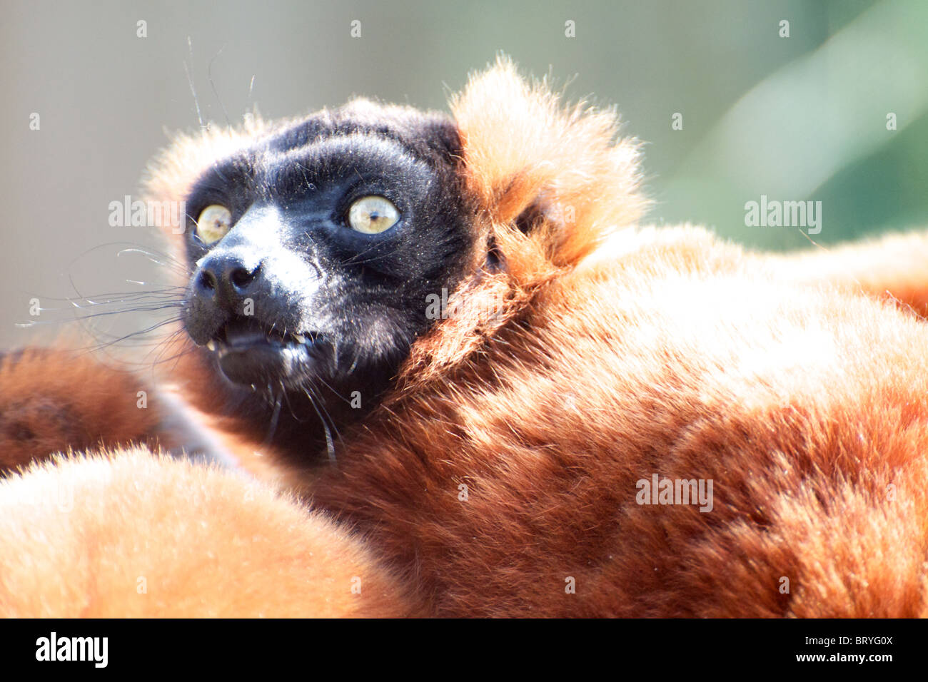 Red ruffed lemur hi-res stock photography and images - Alamy