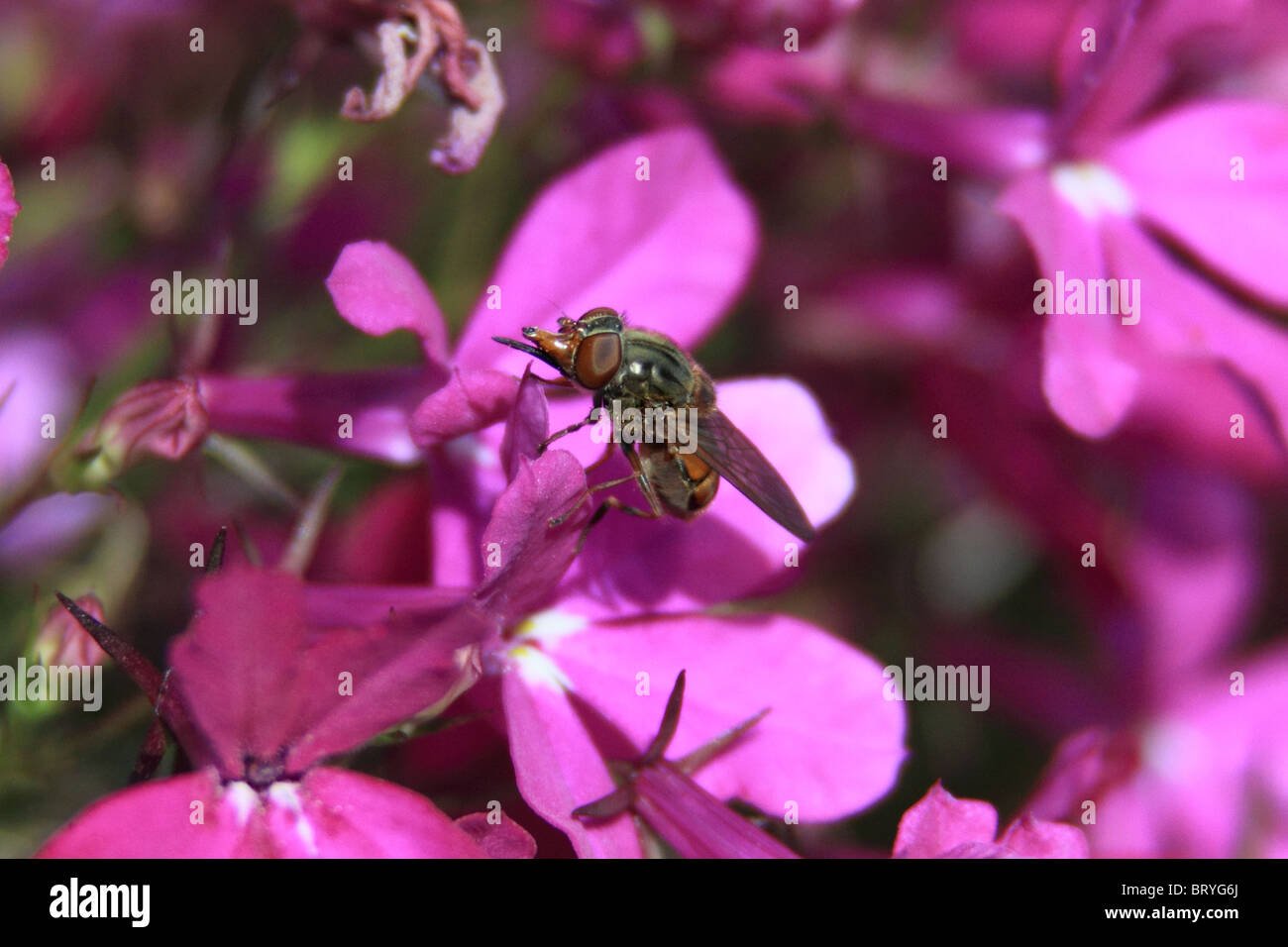 Labelia hi-res stock photography and images - Alamy