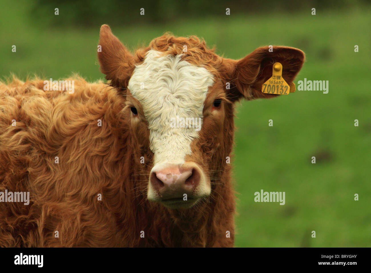Ear markings hi-res stock photography and images - Alamy