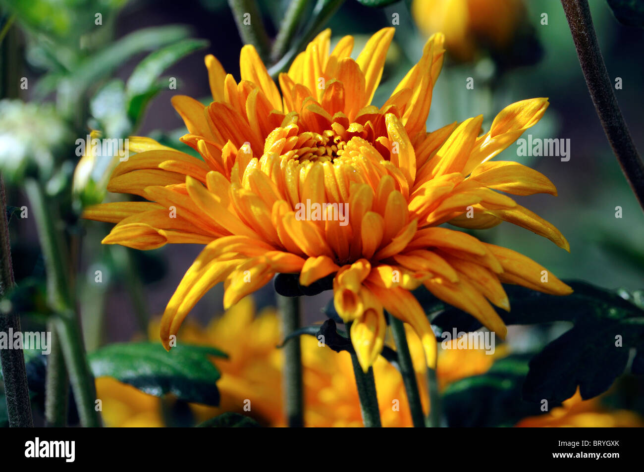 Chrysanthemum Golden Percy Slater annual summer plant orange flowers ...