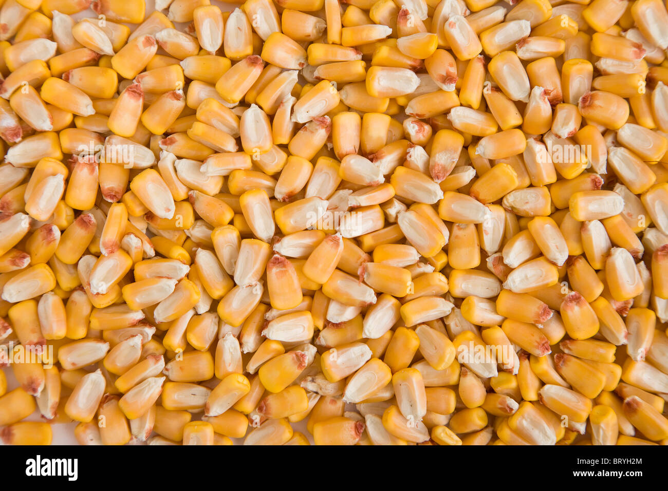 Full frame of corn Stock Photo - Alamy