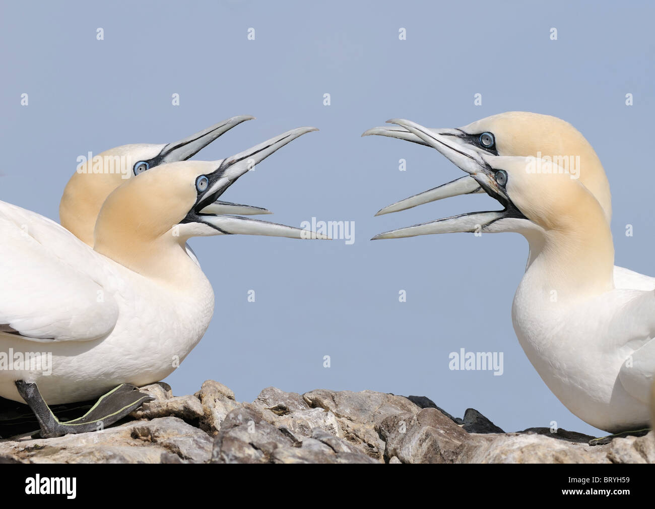 Gannet neighbours hi-res stock photography and images - Alamy