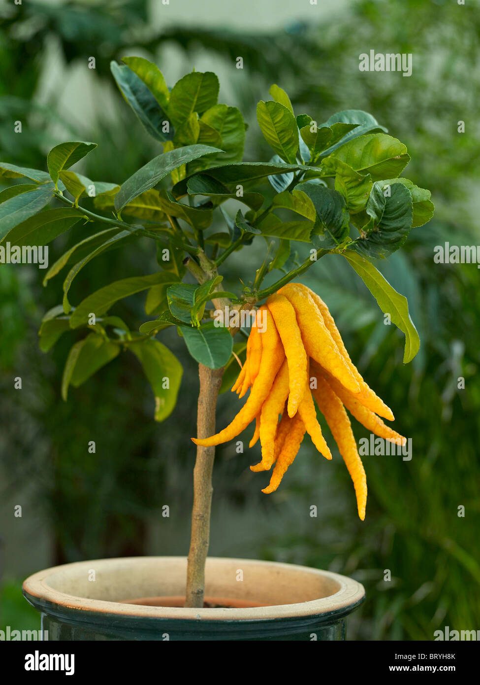 The exotic Citrus medica 'Digitata' growing in a container Stock Photo ...