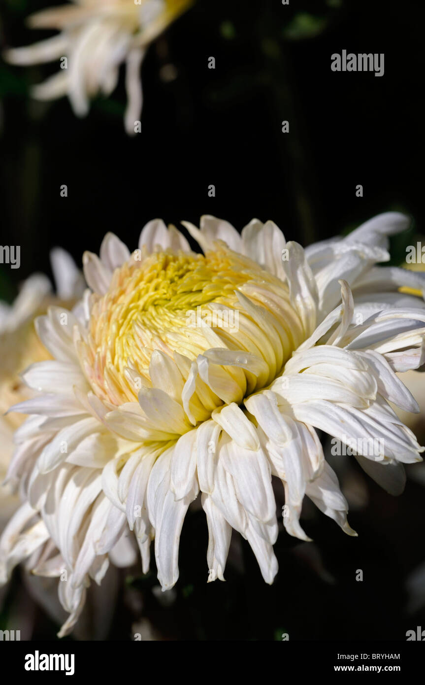 Chrysanthemum 'White Una' annual summer plant cream flowers arranged in ...