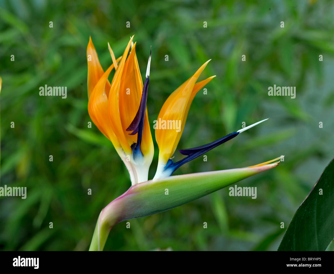 Strelitzia reginae hi-res stock photography and images - Alamy