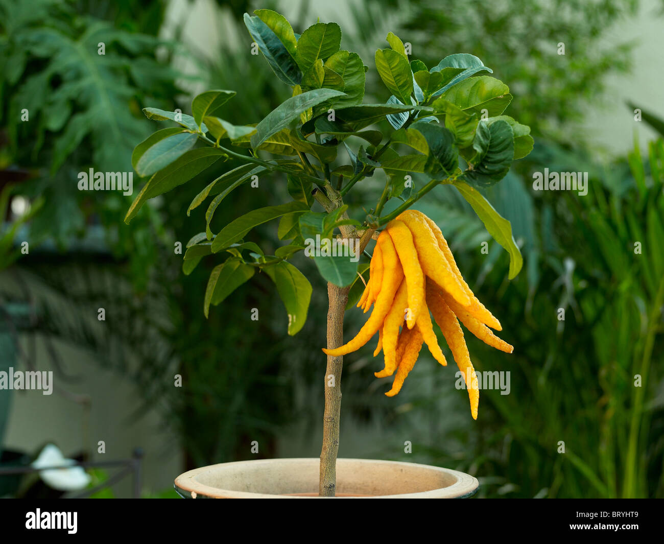 The exotic Citrus medica 'Digitata' growing in a container Stock Photo ...